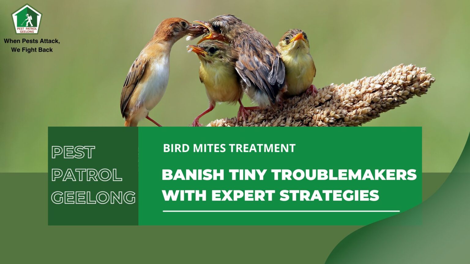 Bird Mites Treatment: Banish Troublemakers with Expert Strategies