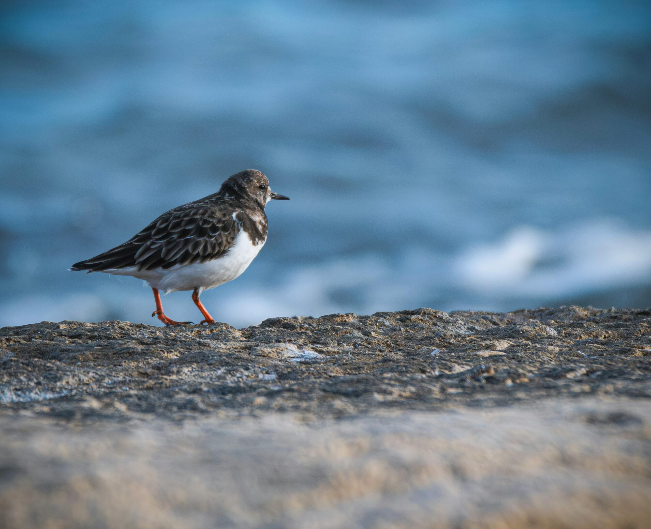 The Impact of Bird Pest Control on Your Home