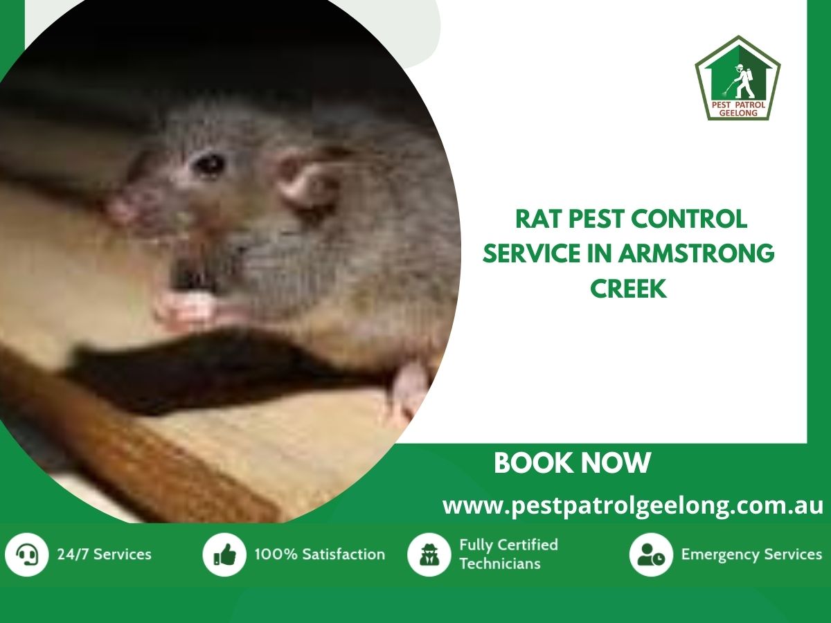 Comprehensive Guide to Rat Pest Control in Armstrong Creek